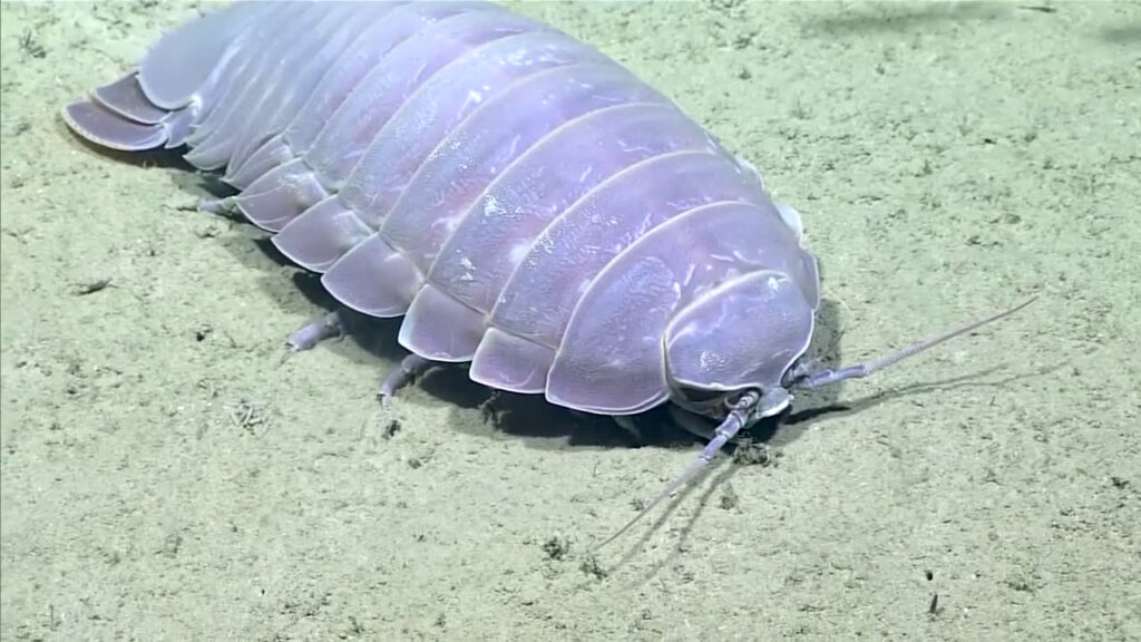 Essential Benefits of Snow White Isopods – Drgus Tavoprada
